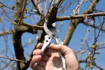 The Regina Cherry Tree - Minneopa Orchards