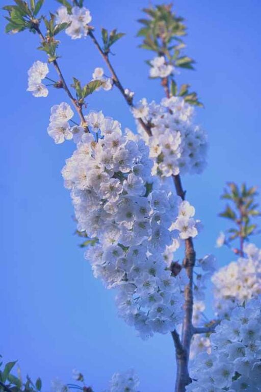 The English Morello Cherry Tree - Minneopa Orchards