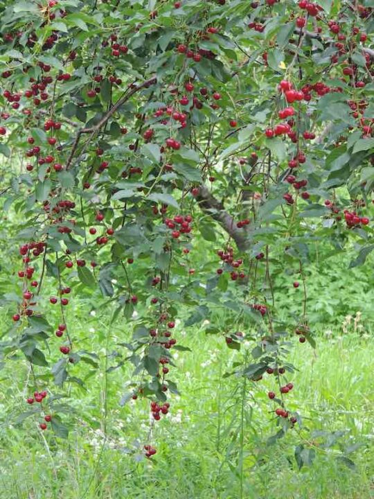 The Prolific Lambert Cherry Tree - Minneopa Orchards