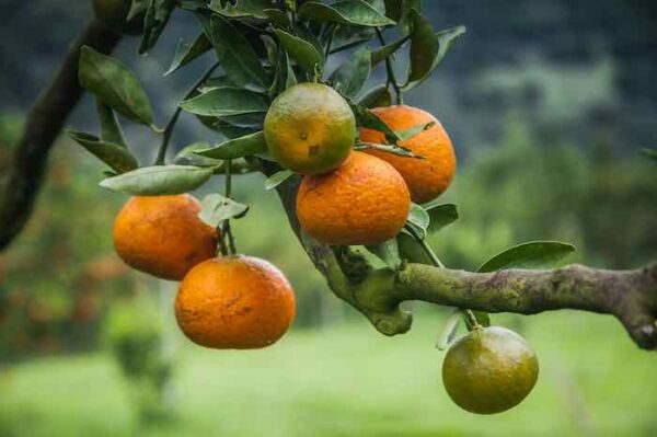 The Tangerine Tree - Minneopa Orchards