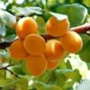 20 Delicious Apricot Tree Varieties You Can Grow At Home - Minneopa ...