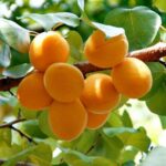 20 Delicious Apricot Tree Varieties You Can Grow At Home - Minneopa ...