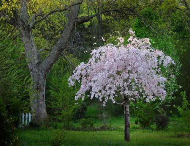 The Pink Weeping Cherry Tree - Minneopa Orchards
