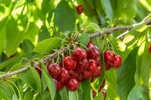 21 Types of Cherry Trees - Minneopa Orchards