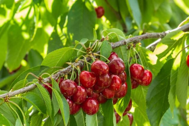 21 Types of Cherry Trees - Minneopa Orchards