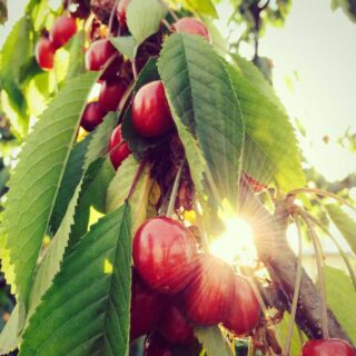 How to Grow a Cherry Tree: The Complete Guide - Minneopa Orchards
