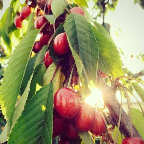 How to Grow a Cherry Tree: The Complete Guide - Minneopa Orchards