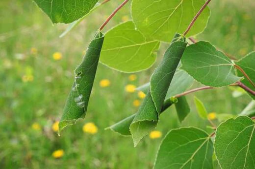 Lemon Tree Pests: How to Identify and Prevent - Minneopa Orchards