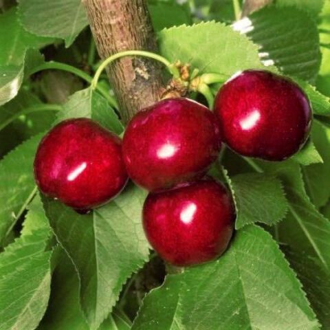 Utah Giant Cherry tree - Minneopa Orchards
