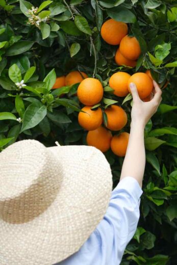 The Summer Favorite Valencia Orange Tree - Minneopa Orchards