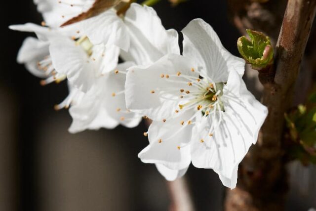 The Benton Cherry Tree - Minneopa Orchards