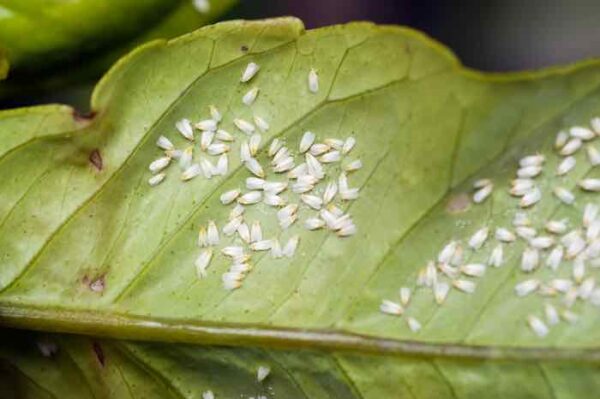 Lemon Tree Pests: How to Identify and Prevent - Minneopa Orchards