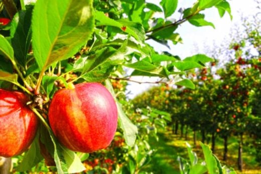 The Haralson Apple Tree - Minneopa Orchards