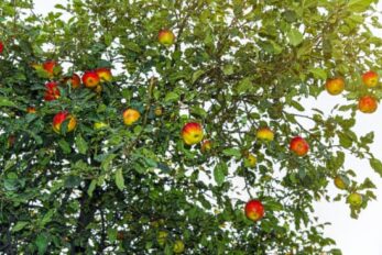 The Tompkins King Apple Tree - Minneopa Orchards