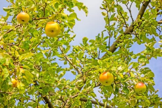 The Pristine Apple Tree - Minneopa Orchards