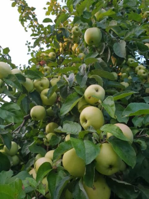 The White Transparent Apple Tree - Minneopa Orchards
