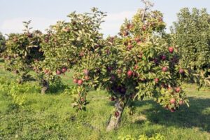 The 11 Best Apple Orchards in Arkansas - Minneopa Orchards