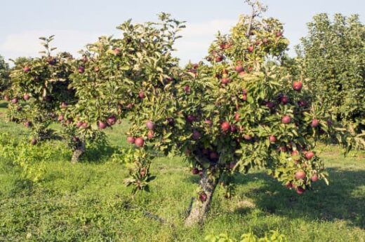The 10 Best Apple Orchards in South Carolina - Minneopa Orchards