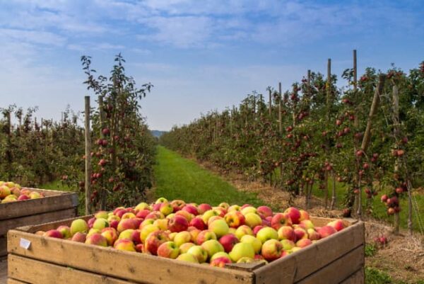 The Koru Apple Tree - Minneopa Orchards