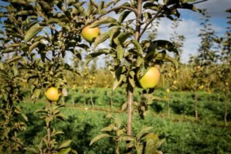 The Grimes Golden Apple Tree - Minneopa Orchards