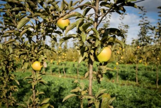 The Grimes Golden Apple Tree - Minneopa Orchards