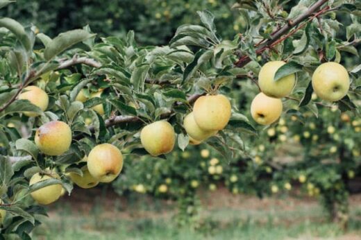 The Grimes Golden Apple Tree - Minneopa Orchards