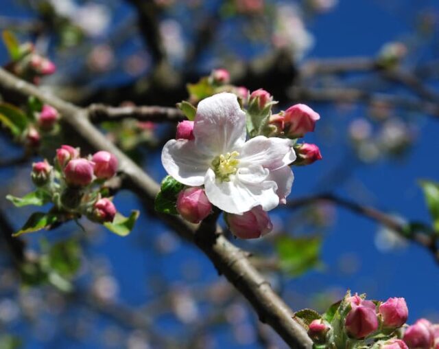 The Gravenstein Apple Tree - Minneopa Orchards