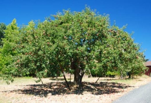 The Gravenstein Apple Tree - Minneopa Orchards