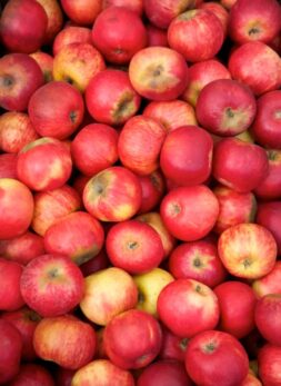 The Gravenstein Apple Tree - Minneopa Orchards