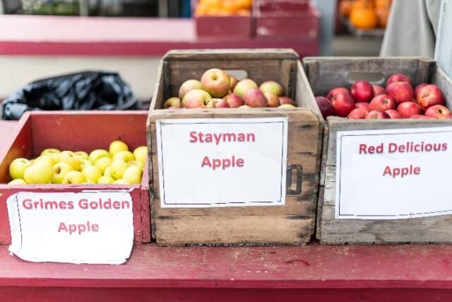 The Grimes Golden Apple Tree - Minneopa Orchards