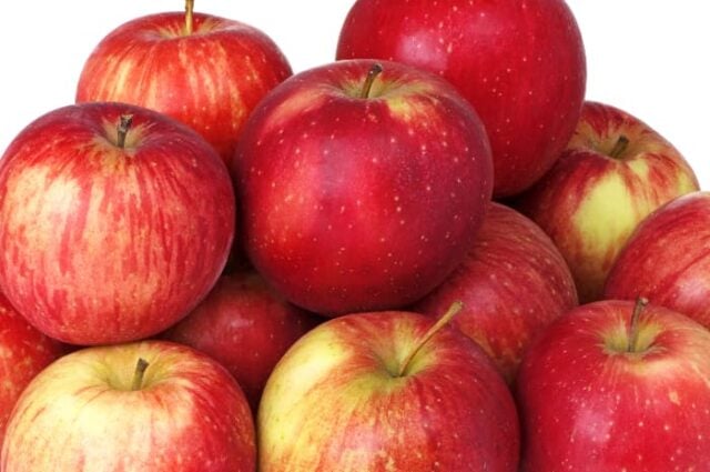 The Haralson Apple Tree - Minneopa Orchards