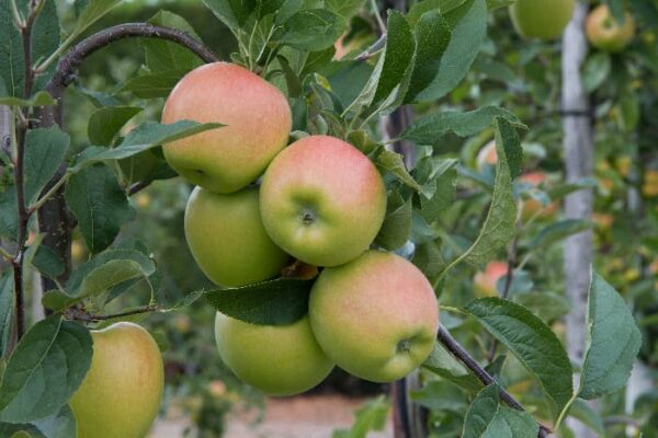 The Kanzi Apple Tree - Minneopa Orchards