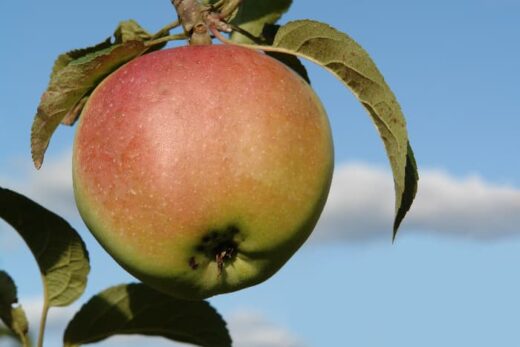 The Wolf River Apple Tree - Minneopa Orchards