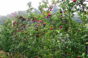 The White Transparent Apple Tree - Minneopa Orchards