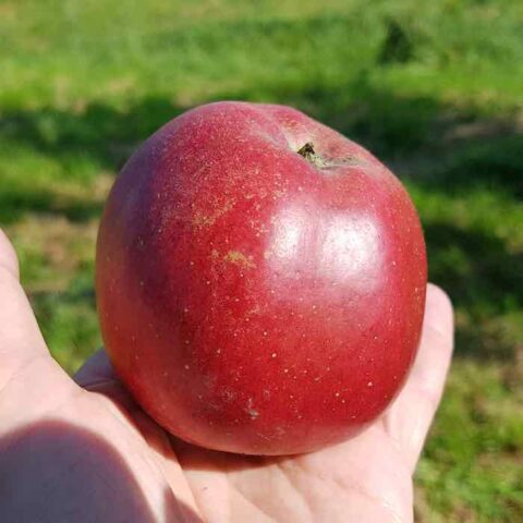 The Melrose Apple - Minneopa Orchards