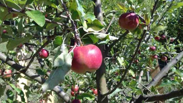 The Melrose Apple - Minneopa Orchards