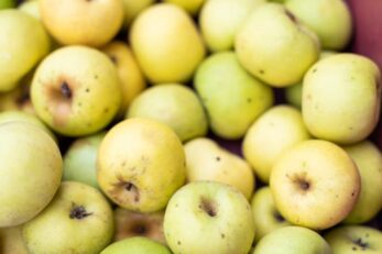 The Grimes Golden Apple Tree - Minneopa Orchards