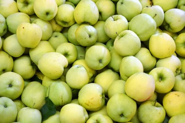 The Ginger Gold Apple Tree - Minneopa Orchards