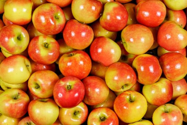 The Kanzi Apple Tree - Minneopa Orchards