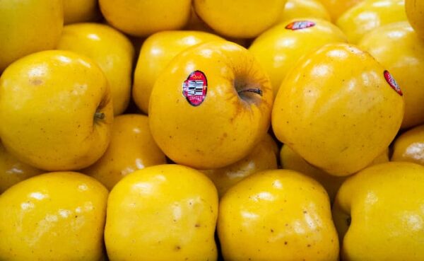 The Opal Apple Tree - Minneopa Orchards