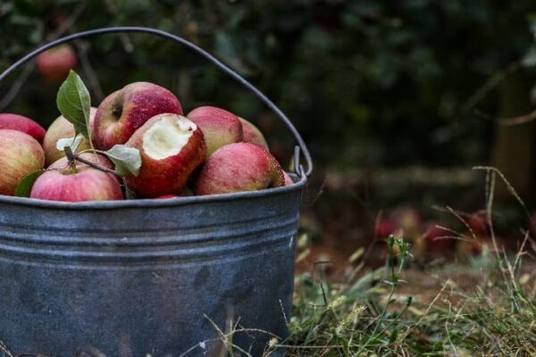 The Stayman Apple Tree - Minneopa Orchards