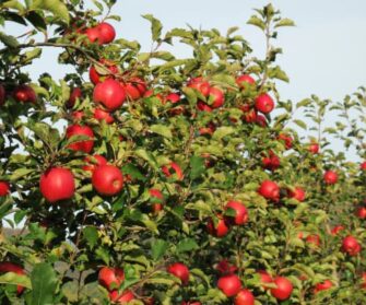 The First Kiss Apple Tree - Minneopa Orchards