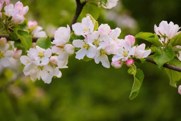 The Honeygold Apple Tree - Minneopa Orchards