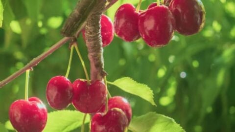 Cherry Trees - Minneopa Orchards