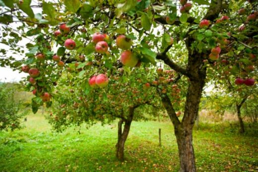 The Wolf River Apple Tree - Minneopa Orchards