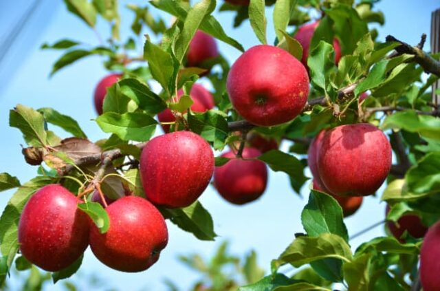 The SnowSweet Apple Tree - Minneopa Orchards