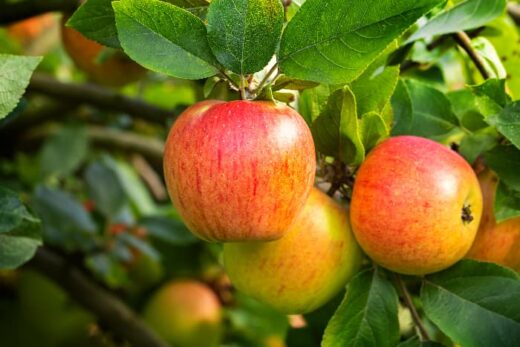 The Autumn Glory Apple Tree - Minneopa Orchards