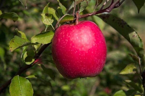 Gilby's Orchard: A Great Minnesota Destination - Minneopa Orchards