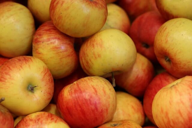 The Opal Apple Tree - Minneopa Orchards