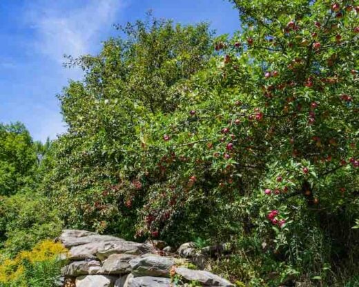 The 17 Best Apple Orchards in Vermont - Minneopa Orchards